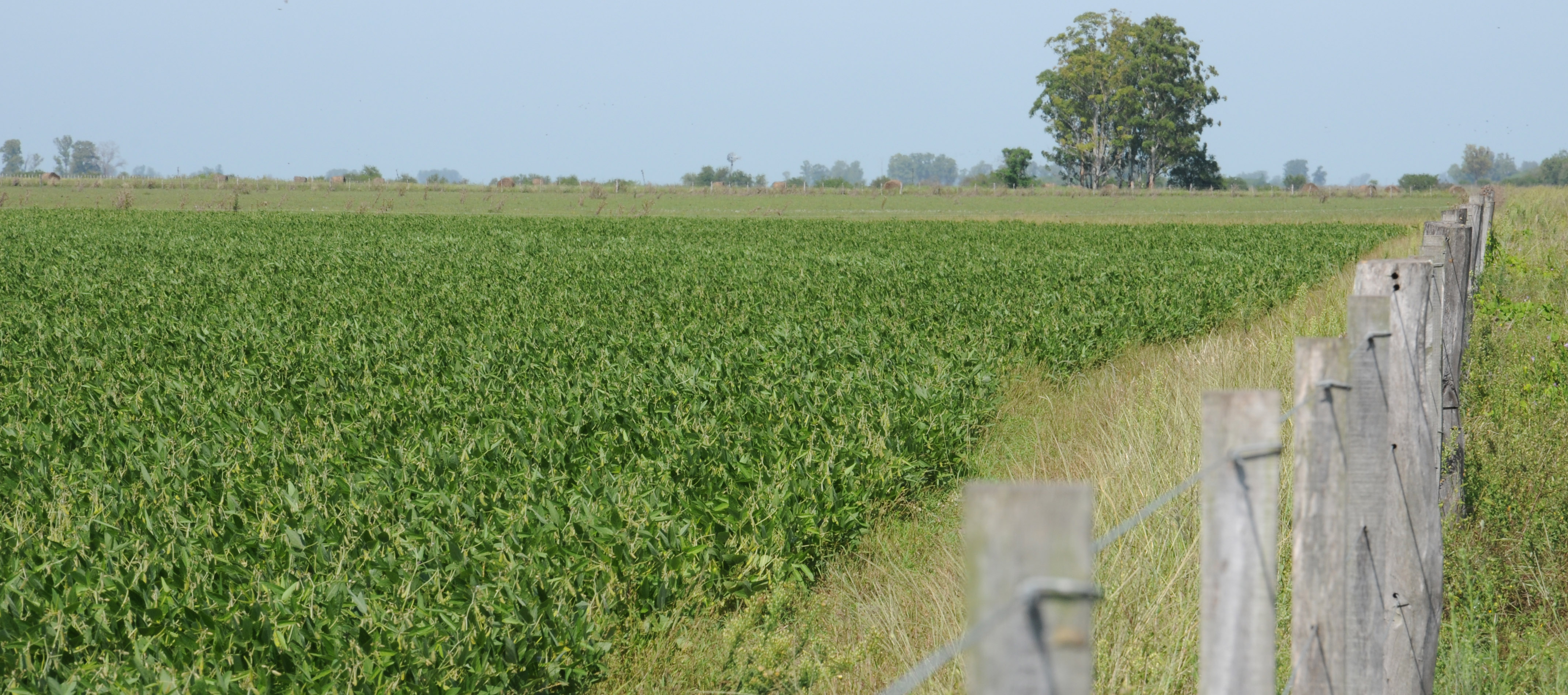 La soja se encuentra en buen estado en la mayor parte del territorio ...