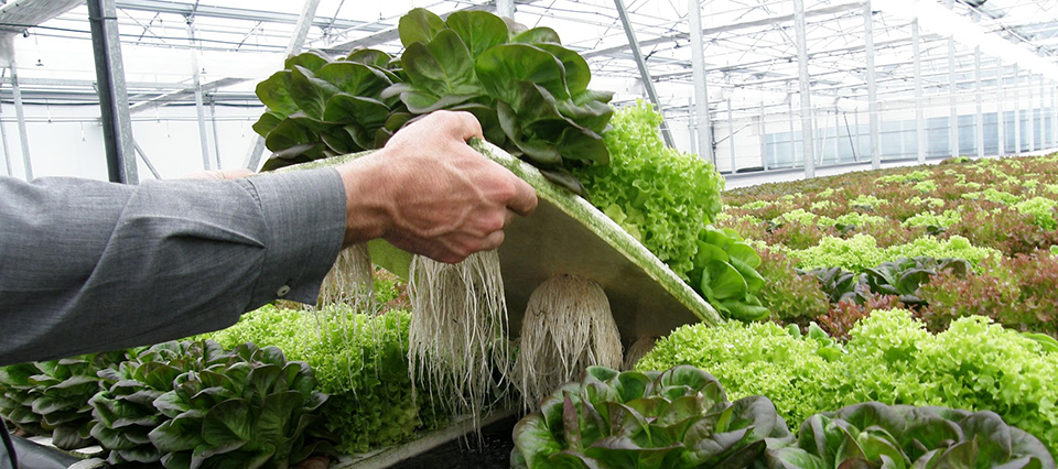 Cultivo De Lechuga Hidroponica - Tutorial Hidroponik Cultivo De Lechuga Hidroponica - Tutorial Hidroponik