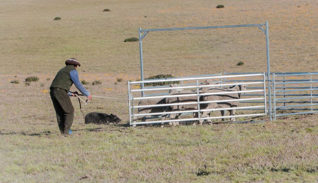 Perros arrieros: los mejores amigos del hombre de campo | Infocampo