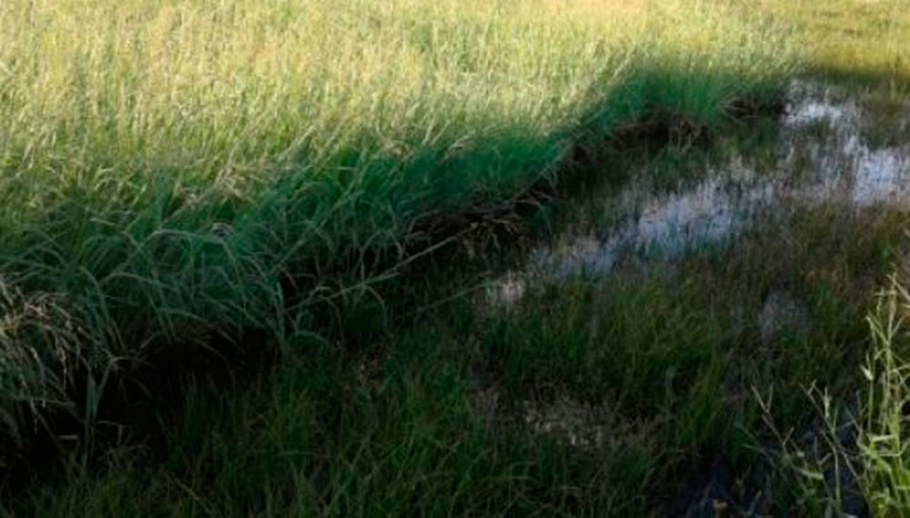 El INTA lanzó una pastura capaz de producir 15tn de pasto en ambientes ... El INTA lanzó una pastura capaz de producir 15tn de pasto en ambientes ...