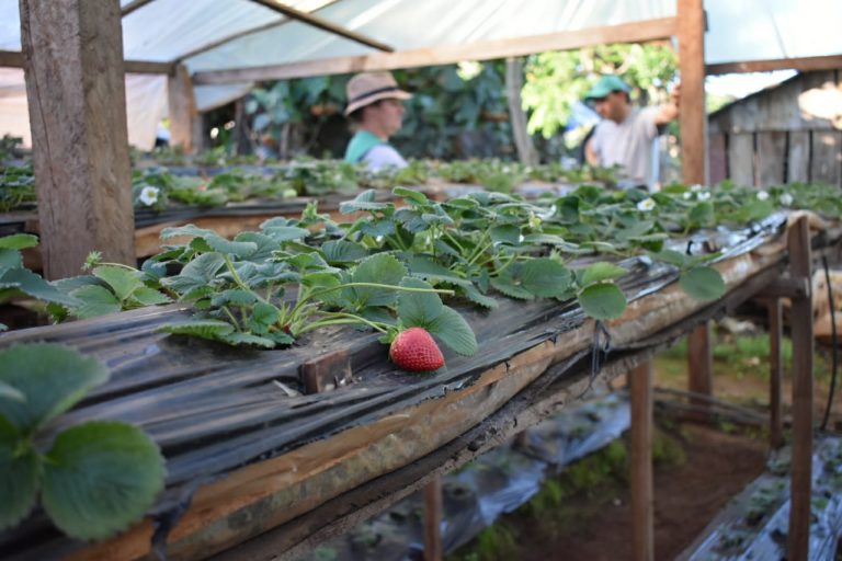 Frutillas en Misiones: aumentan los rendimientos con innovación ...