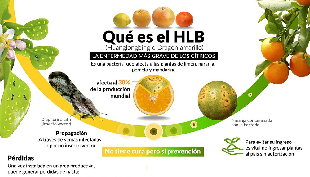 Lanzan Una Campaña Para Concientizar Sobre El Hlb Y Su Amenaza A Los