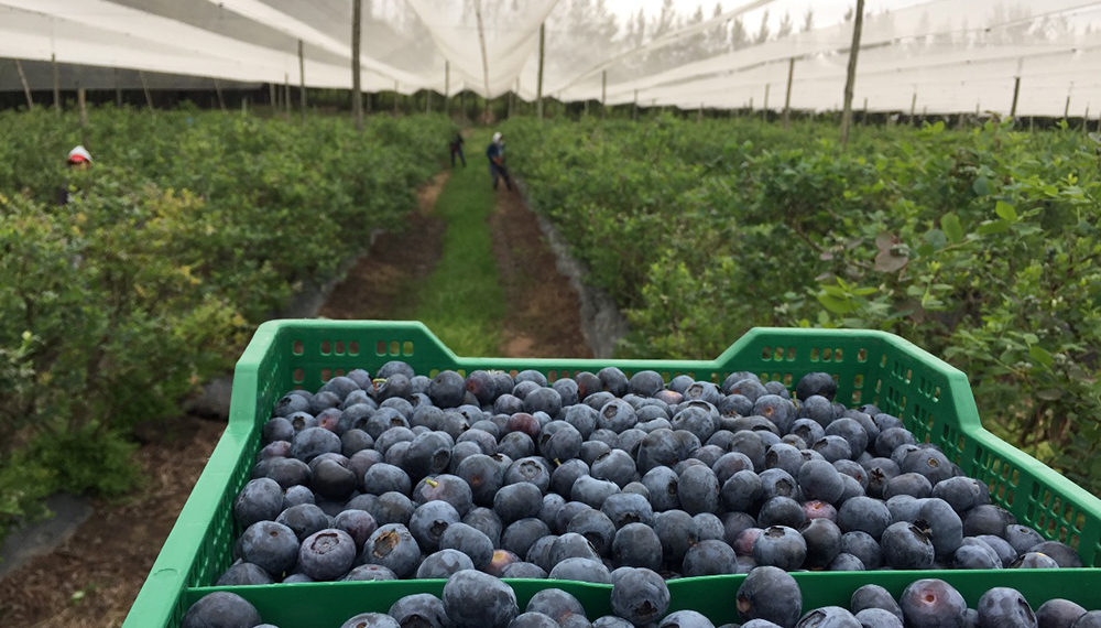 Una empresa argentina obtuvo licencia para producir arándanos de la ... Una empresa argentina obtuvo licencia para producir arándanos de la ...