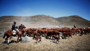 Infocampo - Noticias del campo en el momento justo.Infocampo - Noticias ...