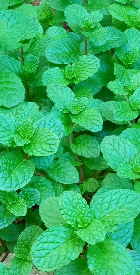 Peperina, clásica cordobesa en peligro de extinción