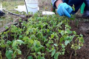 Peperina, clásica cordobesa en peligro de extinción