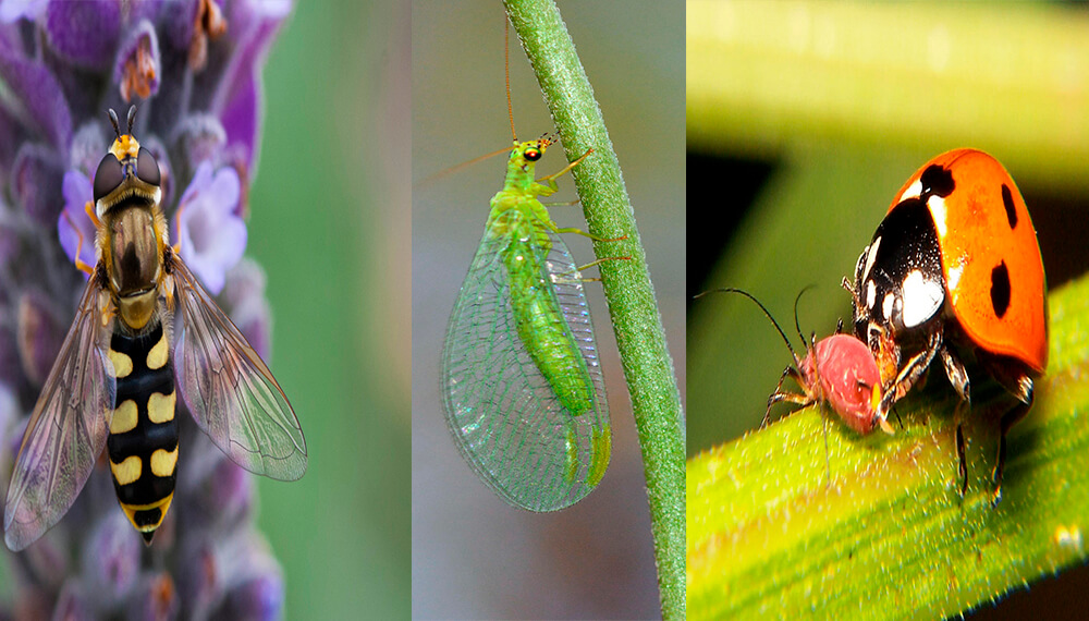Insectos benéficos: los amigos fieles de la huerta. ¿Cómo ...