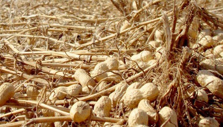 El "Trío" que en maní asegura más rendimiento desde la semilla | Infocampo