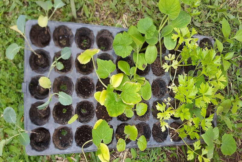 Las claves para producir plantines en almácigos para la huerta de ...
