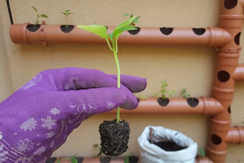 Las claves para producir plantines en almácigos para la huerta de ...
