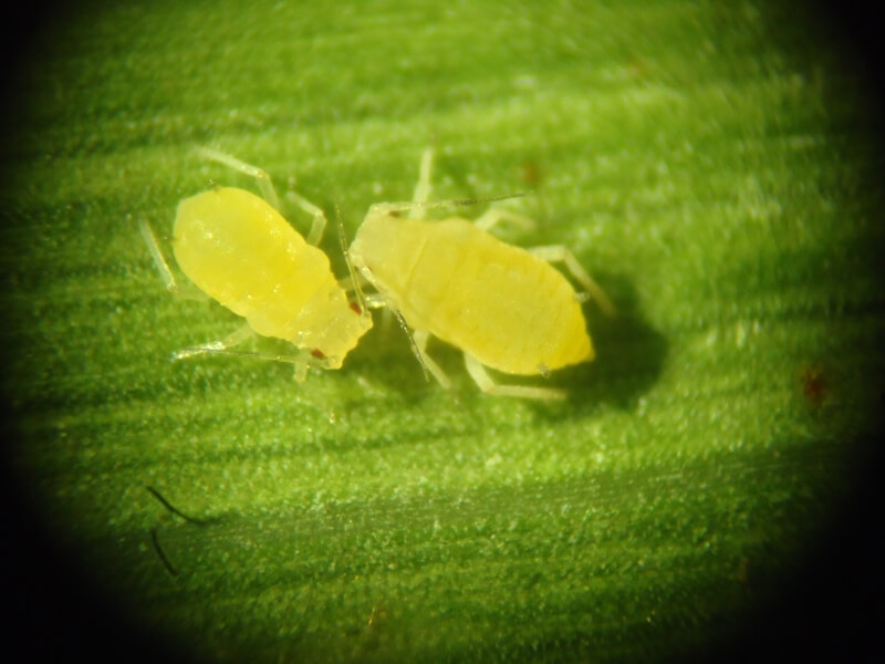 Infocampo Crecen los ataques de pulgones en sorgo y el INTA dio ...