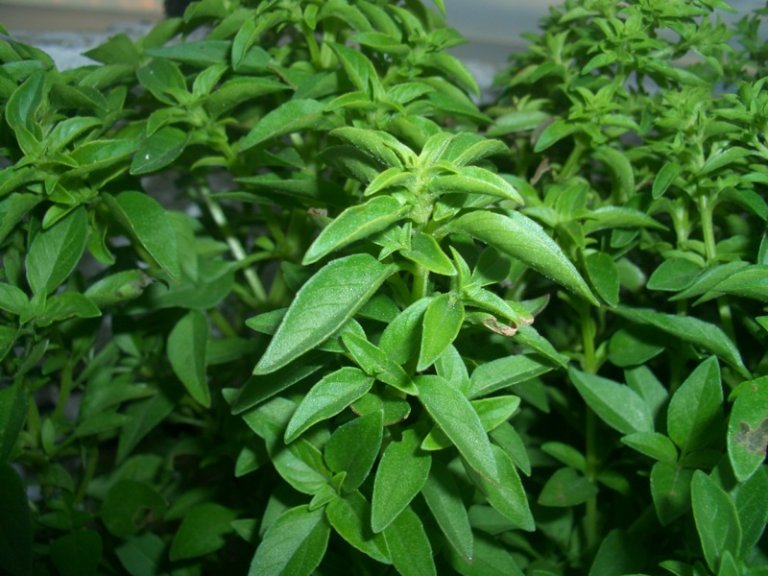 Cómo producir y conservar albahaca en la huerta