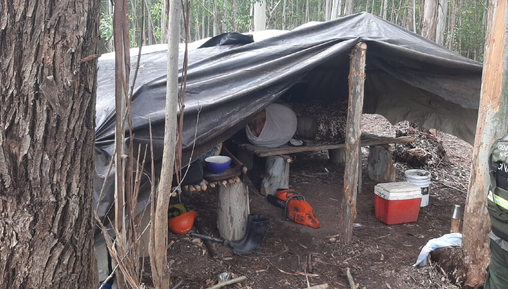 Explotación laboral en una cosecha forestal en Entre Ríos | Infocampo