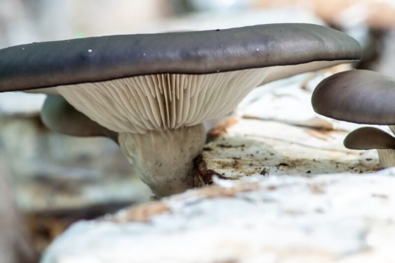 Los hongos también contribuyen a una dieta saludable: cómo producir ...