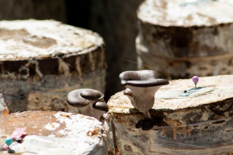 Los hongos también contribuyen a una dieta saludable: cómo producir ...