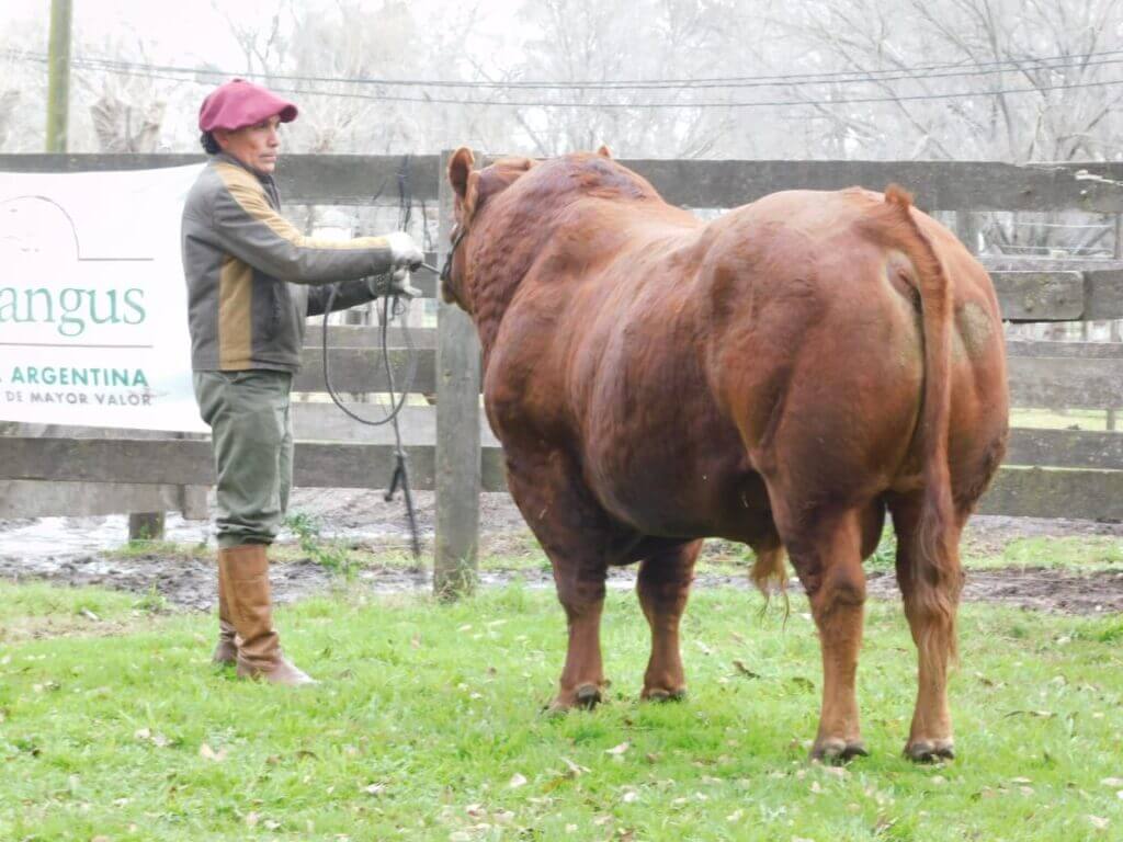 En medio de “fierros” y cultivos, los reproductores bovinos también marcarán su huella en ...