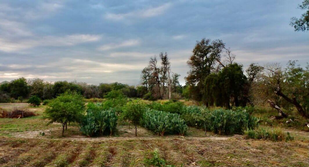Tuna: características del cultivo que tiene todo para crecer en ...