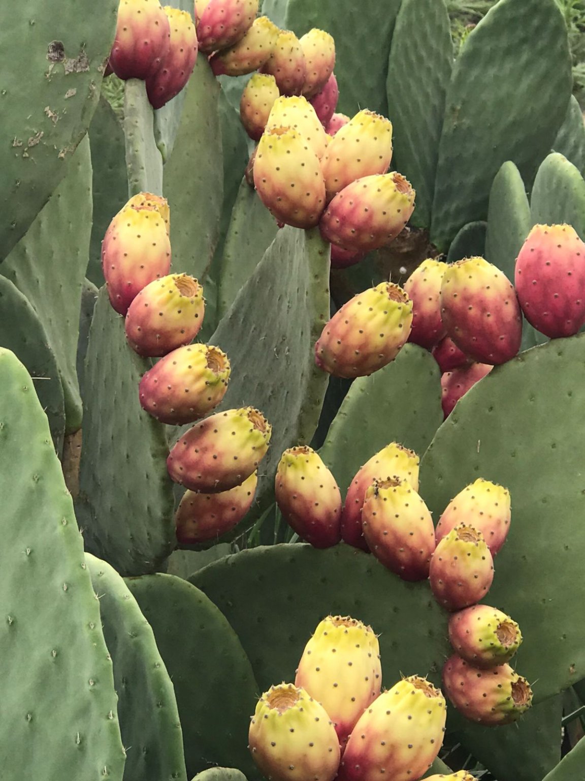 Tuna: características del cultivo que tiene todo para crecer en ...