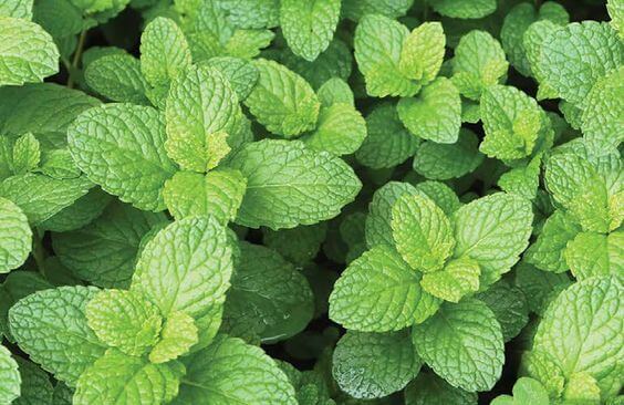 ¿Para qué sirve la ortiga? Propiedades y beneficios