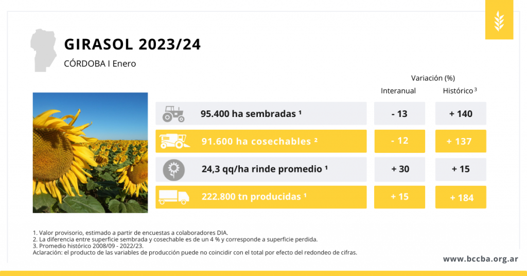 Panorama del girasol: las proyecciones para este año, tras brillar en 2023 | Infocampo