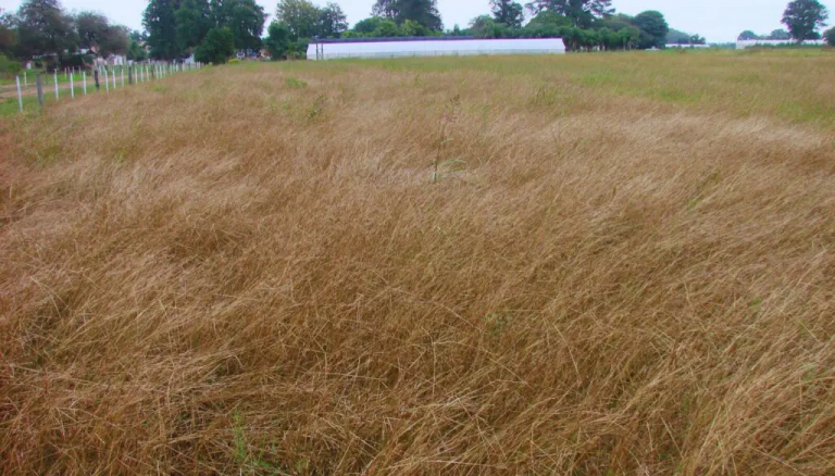 Pasturas: desde Formosa dan las pautas para elegir las mejores para ...