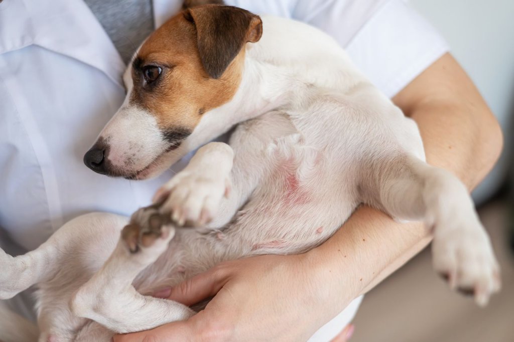 Dermatitis Atópica en animales de compañía: una "nueva era" en los ...